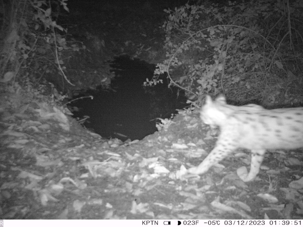 Un Lynx Boréal photographié dans la Métropole de Lyon - Enviscope
