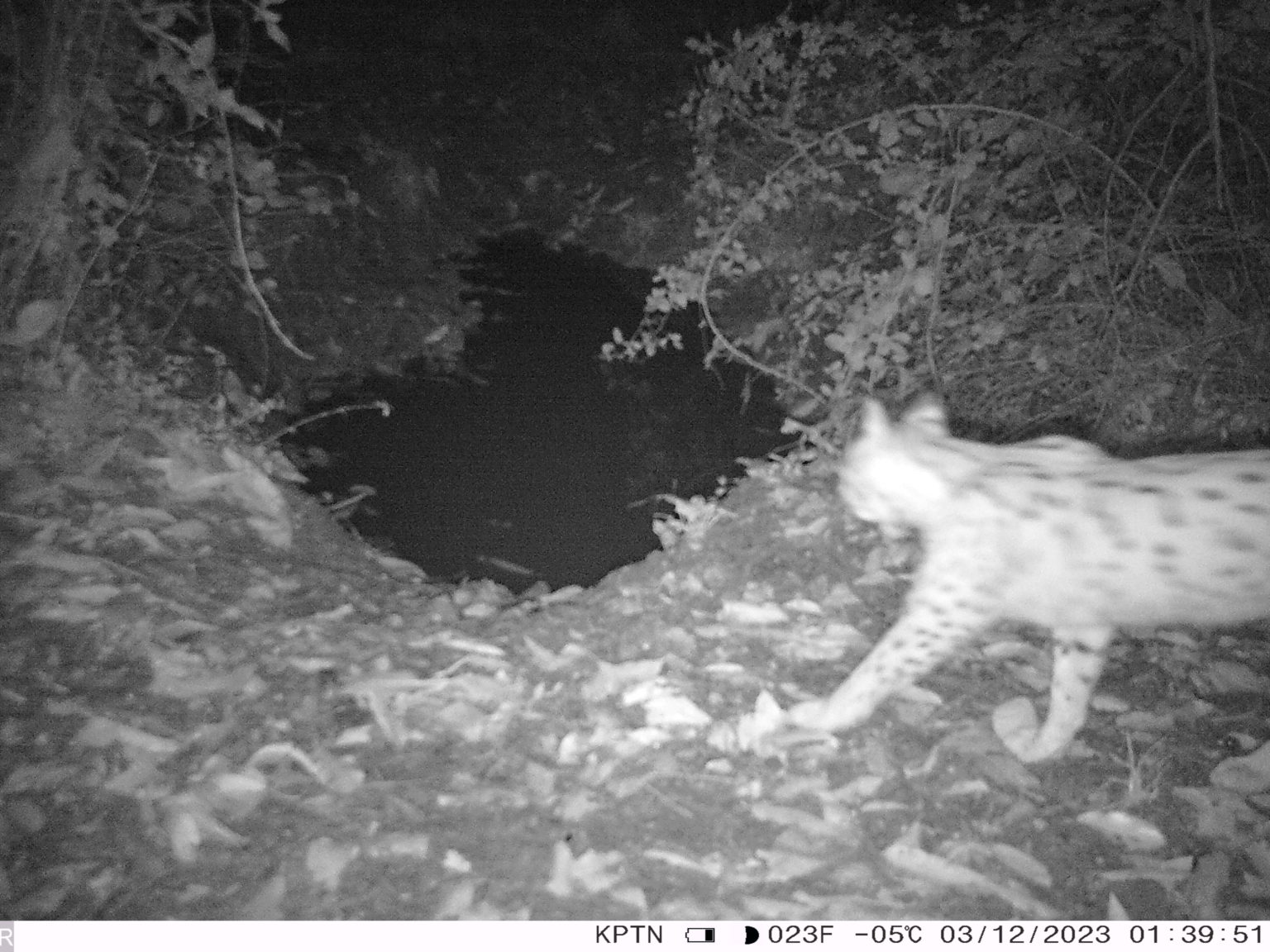 Un Lynx Boréal photographié dans la Métropole de Lyon - Enviscope